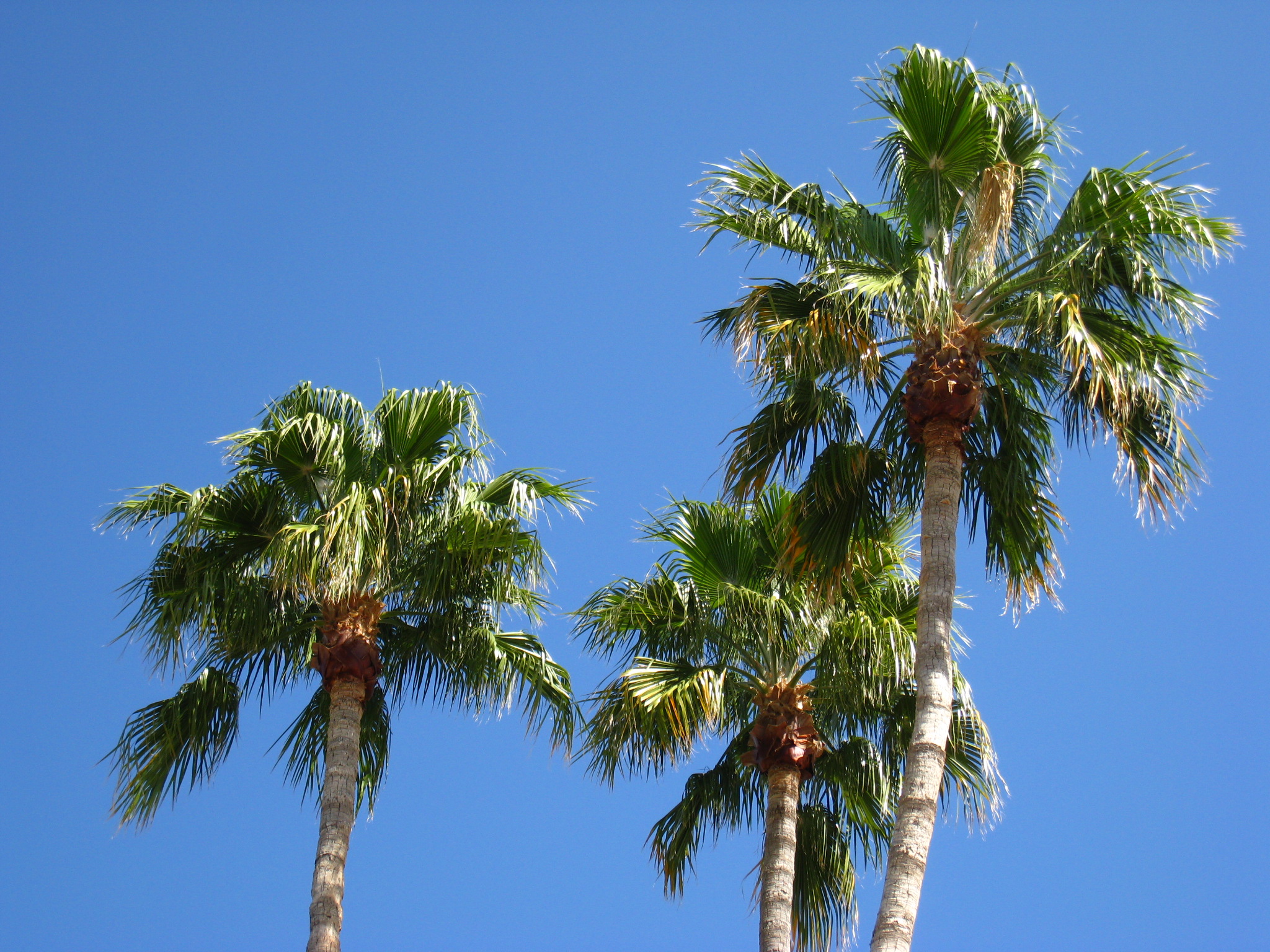 Best Time To Prune 5 Common Trees In Southern CA Econo Tree Service Inc 