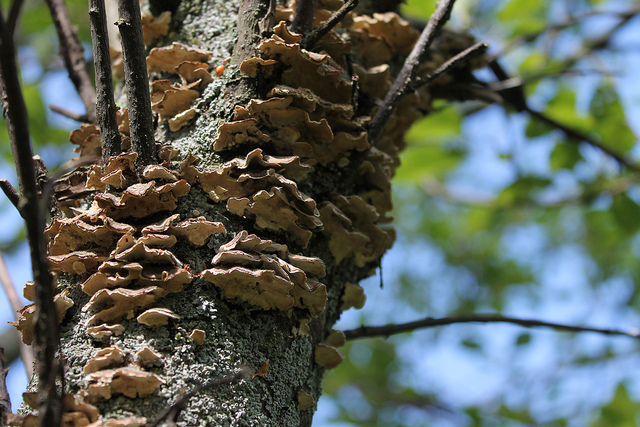 4 Ways to Identify Tree Fungi in Southern CA | Econo Tree Service, Inc.
